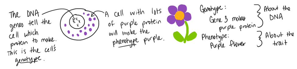 8th Grade Science Supports – ACS Eighth Grade