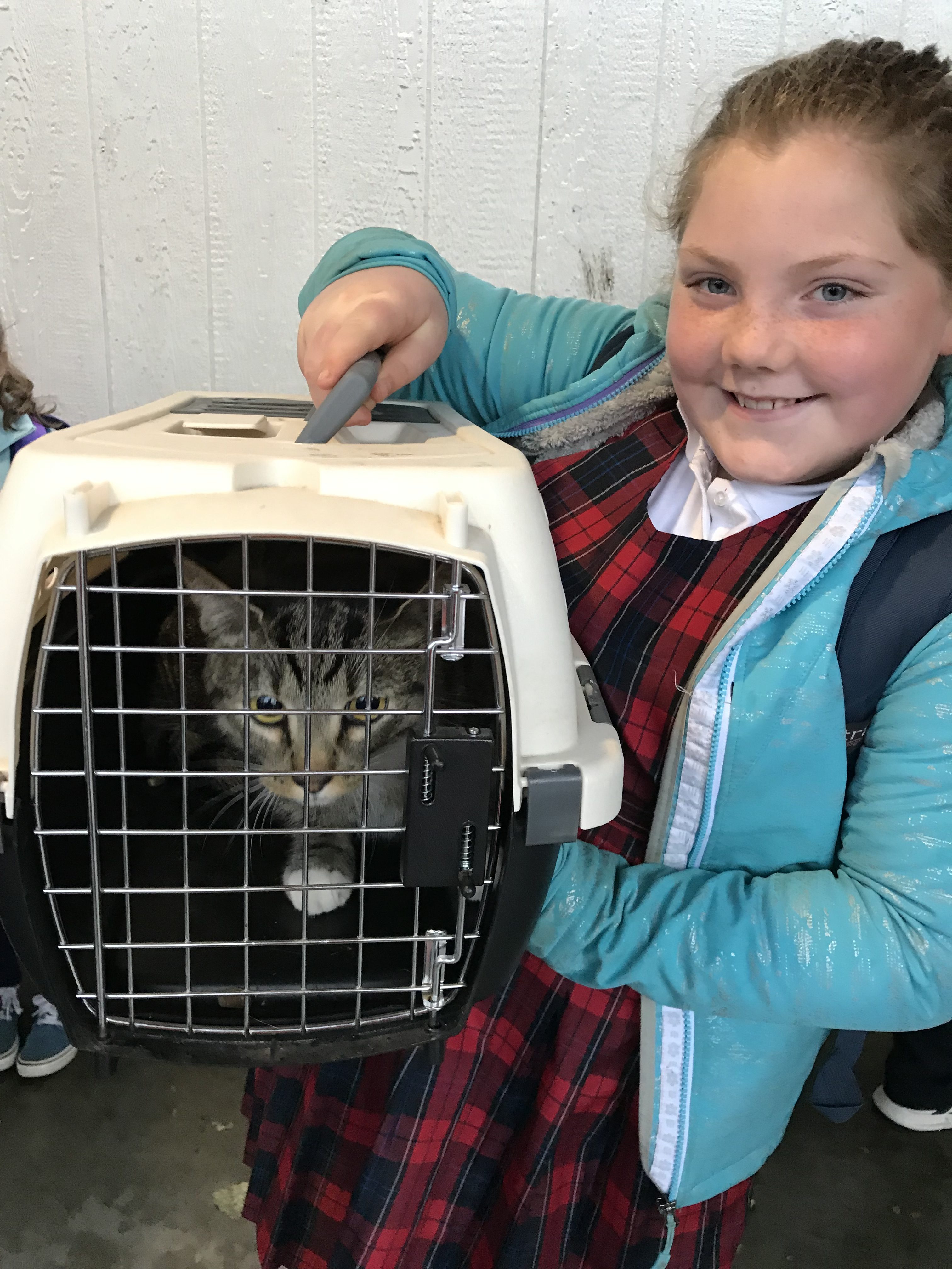Rosie cat – ACS Fifth Grade